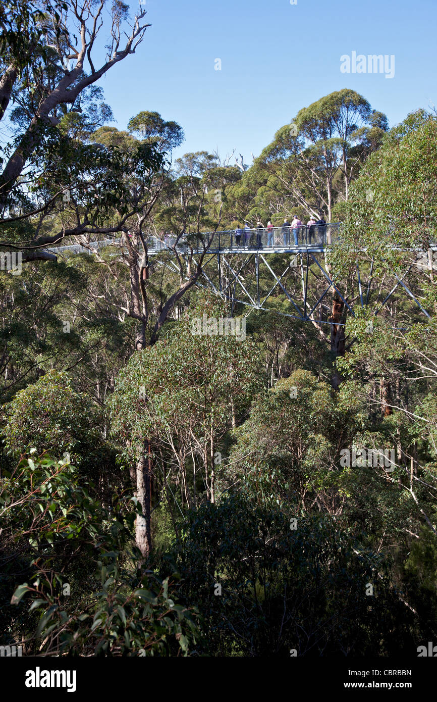 Valley of the giants tree top walk hi-res stock photography and images ...