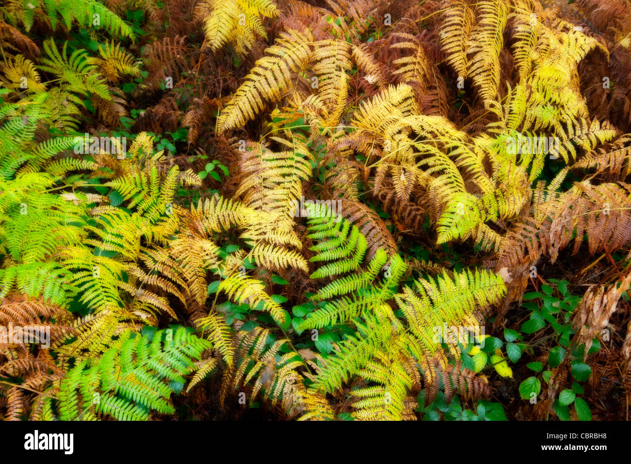 Ferns and bracken hi-res stock photography and images - Alamy