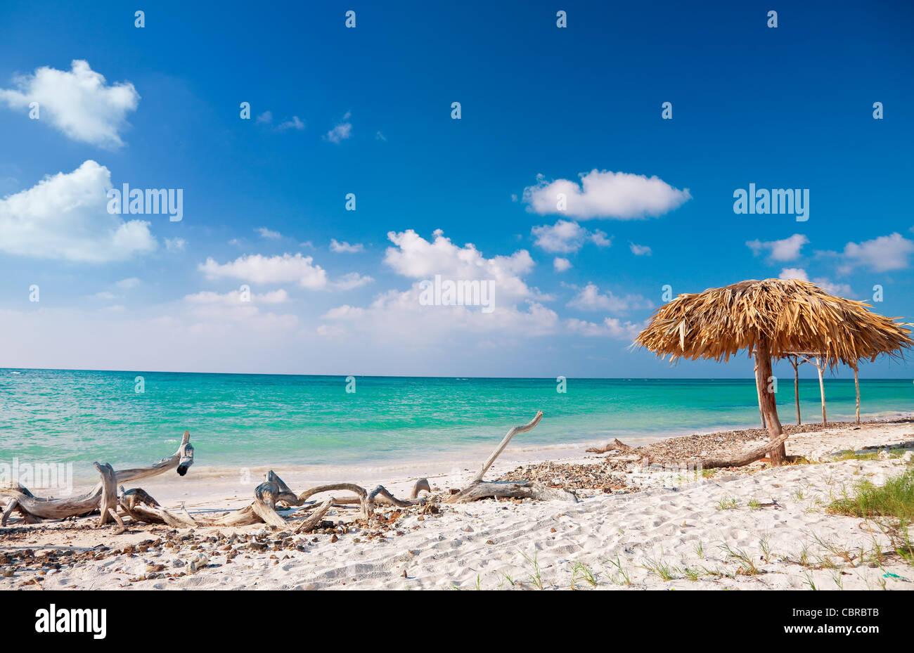 Stem beach hi-res stock photography and images - Alamy