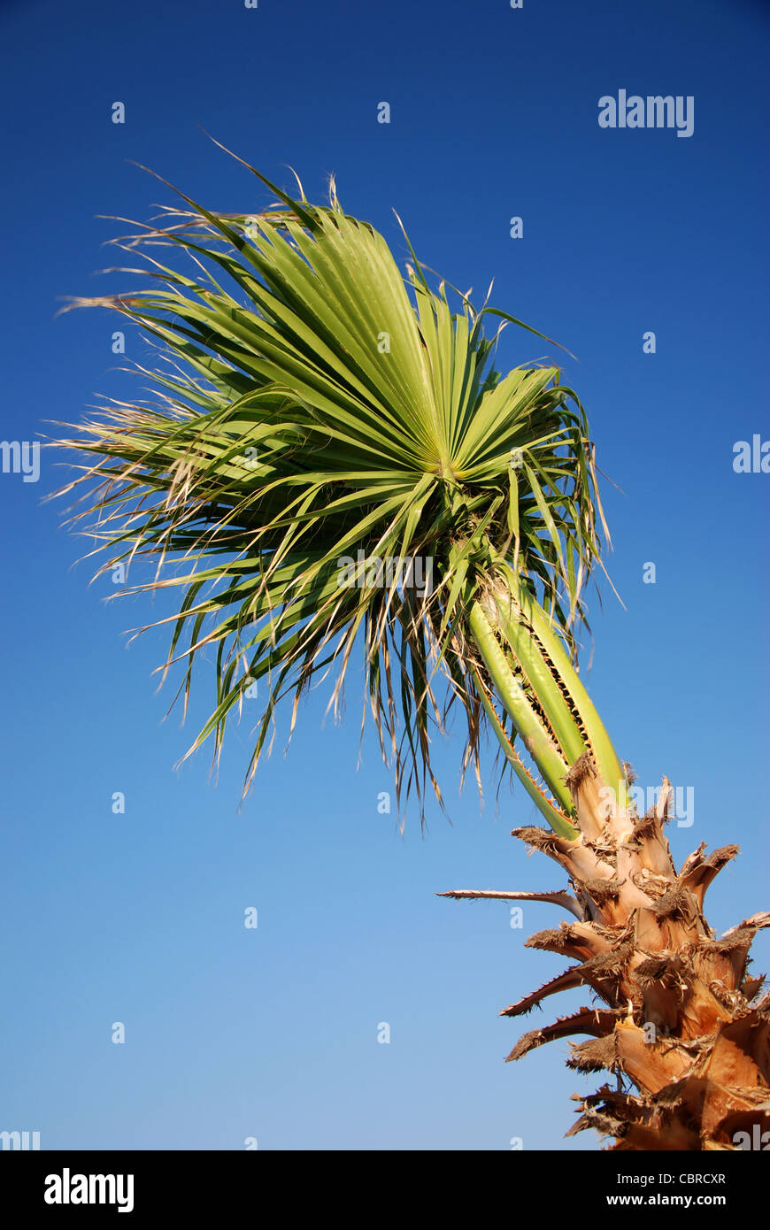 Europe palm tree hi-res stock photography and images - Alamy