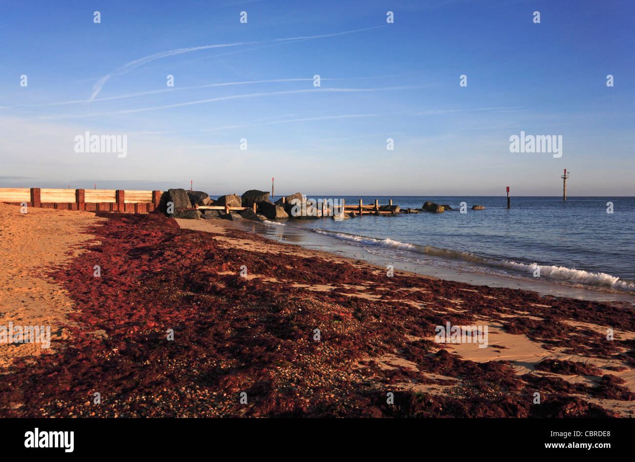 Banks of red seaweed washed up by the tide on the beach at Waxham ...
