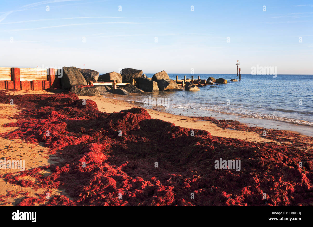 Banks of red seaweed washed up by the tide on the beach at Waxham ...