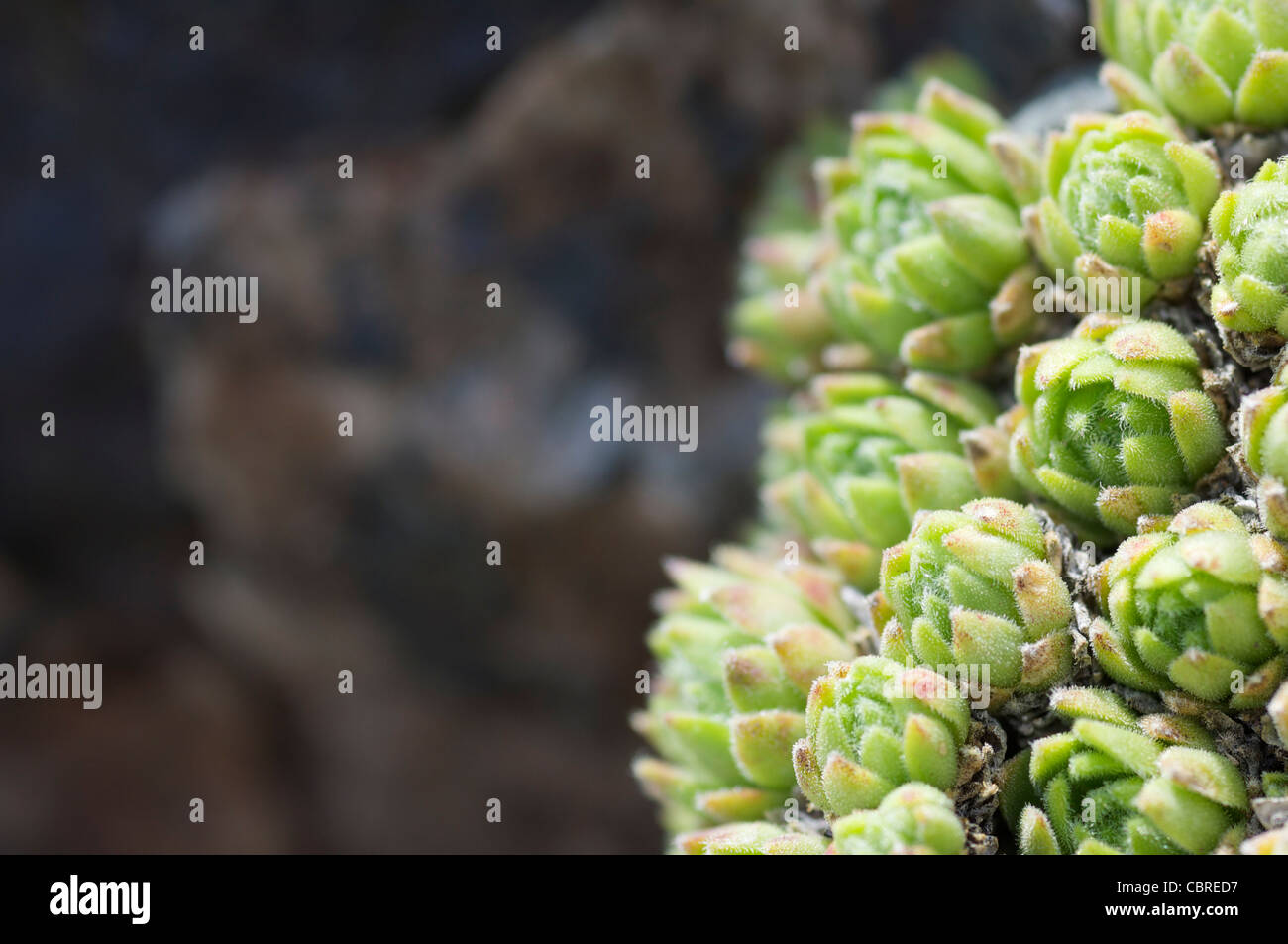 foreground of a mountain flower, named Sempervivum montanum, Canal Roya ...