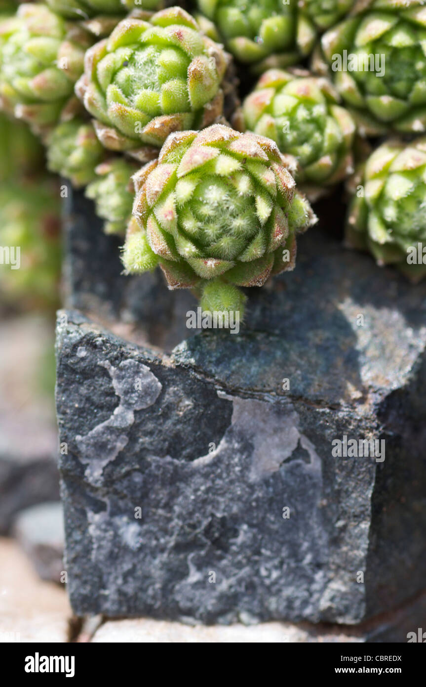 foreground of a mountain flower, named Sempervivum montanum, Canal Roya ...