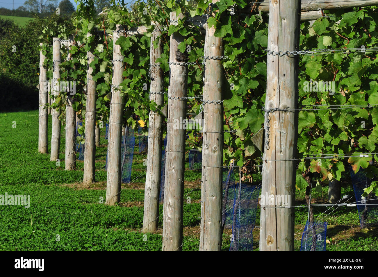 Vines growing in England UK Stock Photo - Alamy