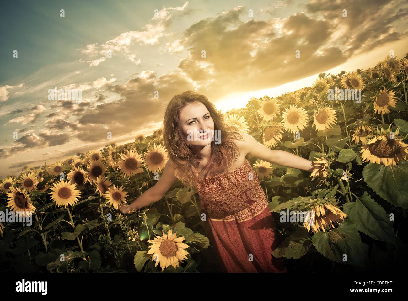 sunflowers field sunset Stock Photo - Alamy