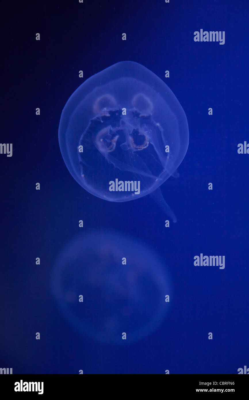 light blue jellyfish in swimming underwater in a aquarium Stock Photo ...
