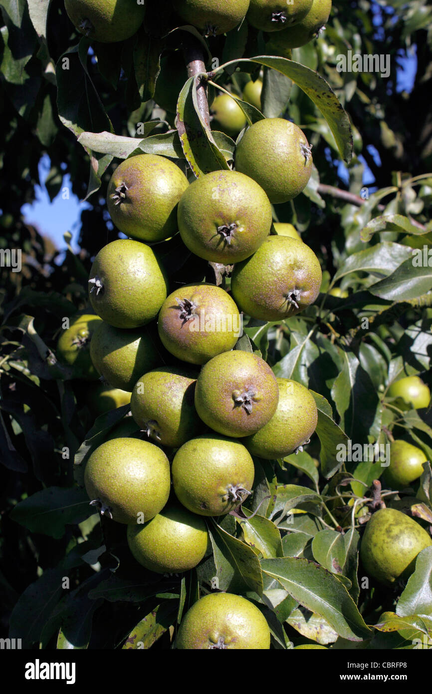 PYRUS CANESCENS. SNOW PEAR. WILD PEAR Stock Photo - Alamy