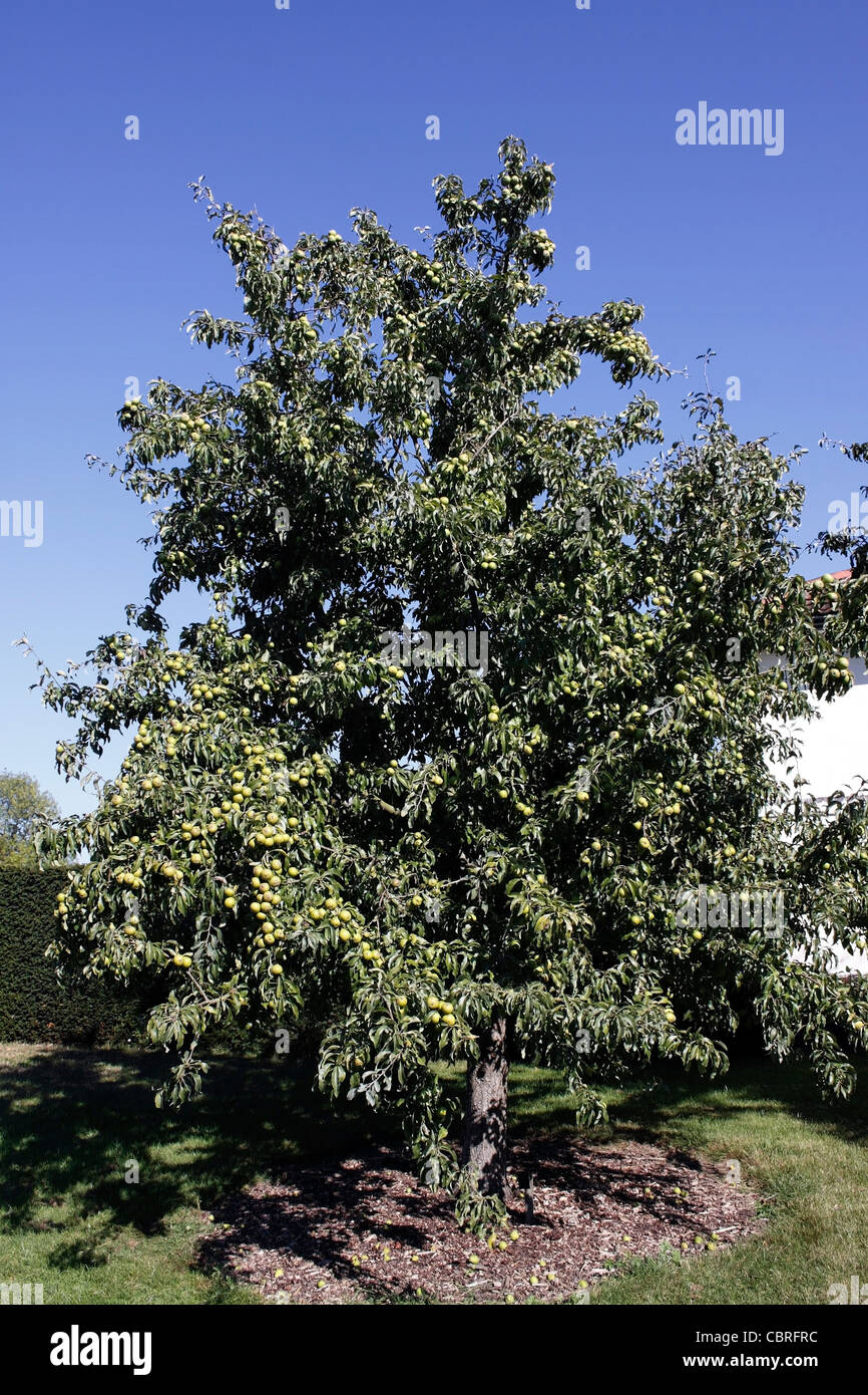 PYRUS CANESCENS. SNOW PEAR. WILD PEAR Stock Photo - Alamy