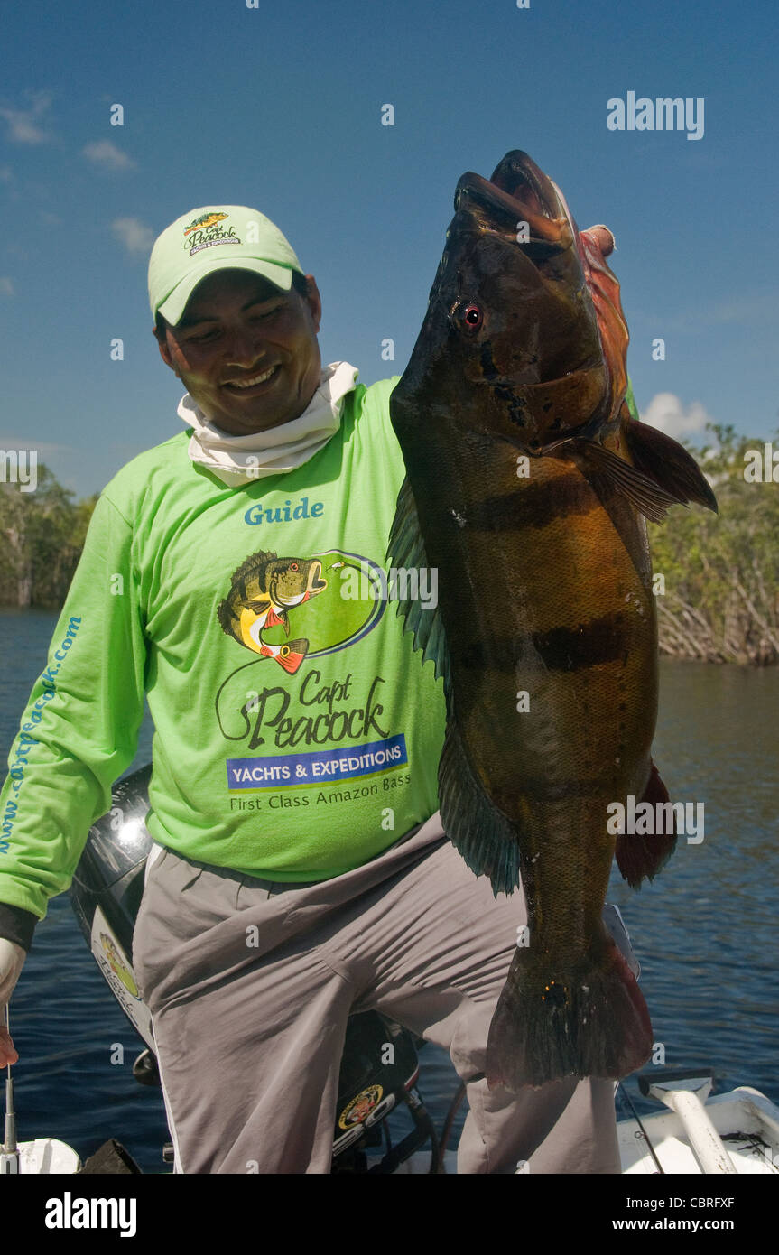A fishing guide admires (prior to release) a beautiful, giant peacock ...