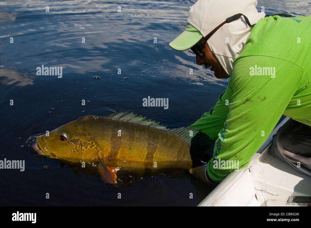 A fishing guide admires and releases a giant peacock bass caught from a ...