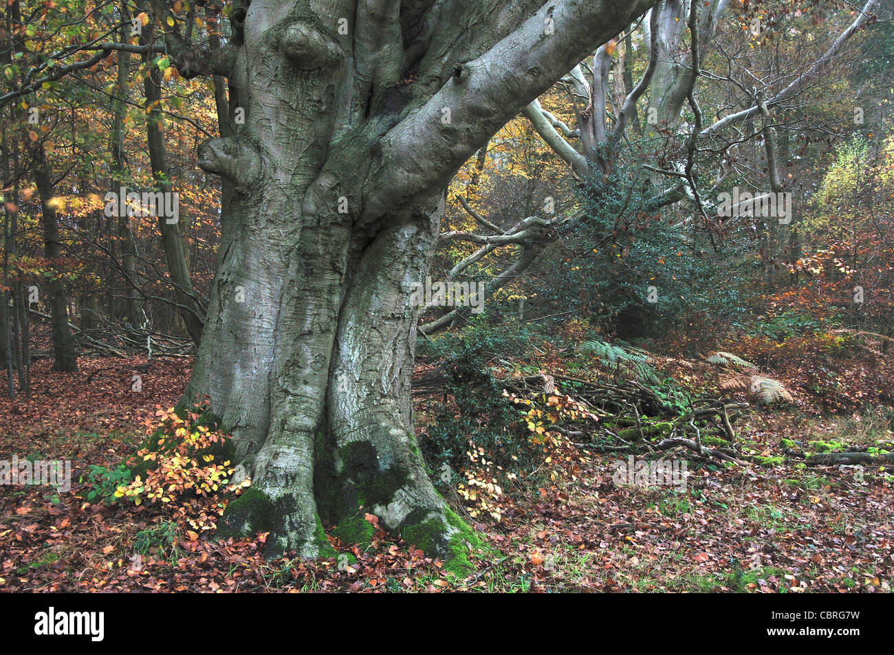 Old beech trees hi-res stock photography and images - Alamy