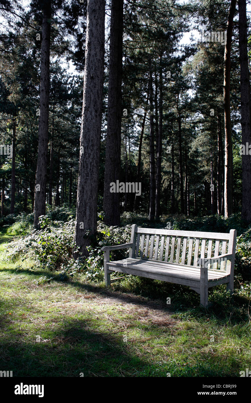 Shady woodland garden hi-res stock photography and images - Alamy