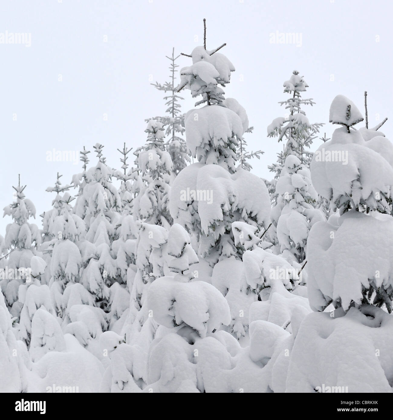 Spruce trees covered in snow in winter at moorland of the High Fens ...