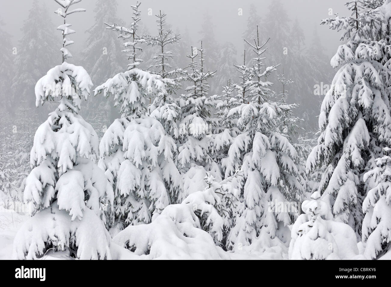 Spruce trees covered in snow in winter at moorland of the High Fens ...