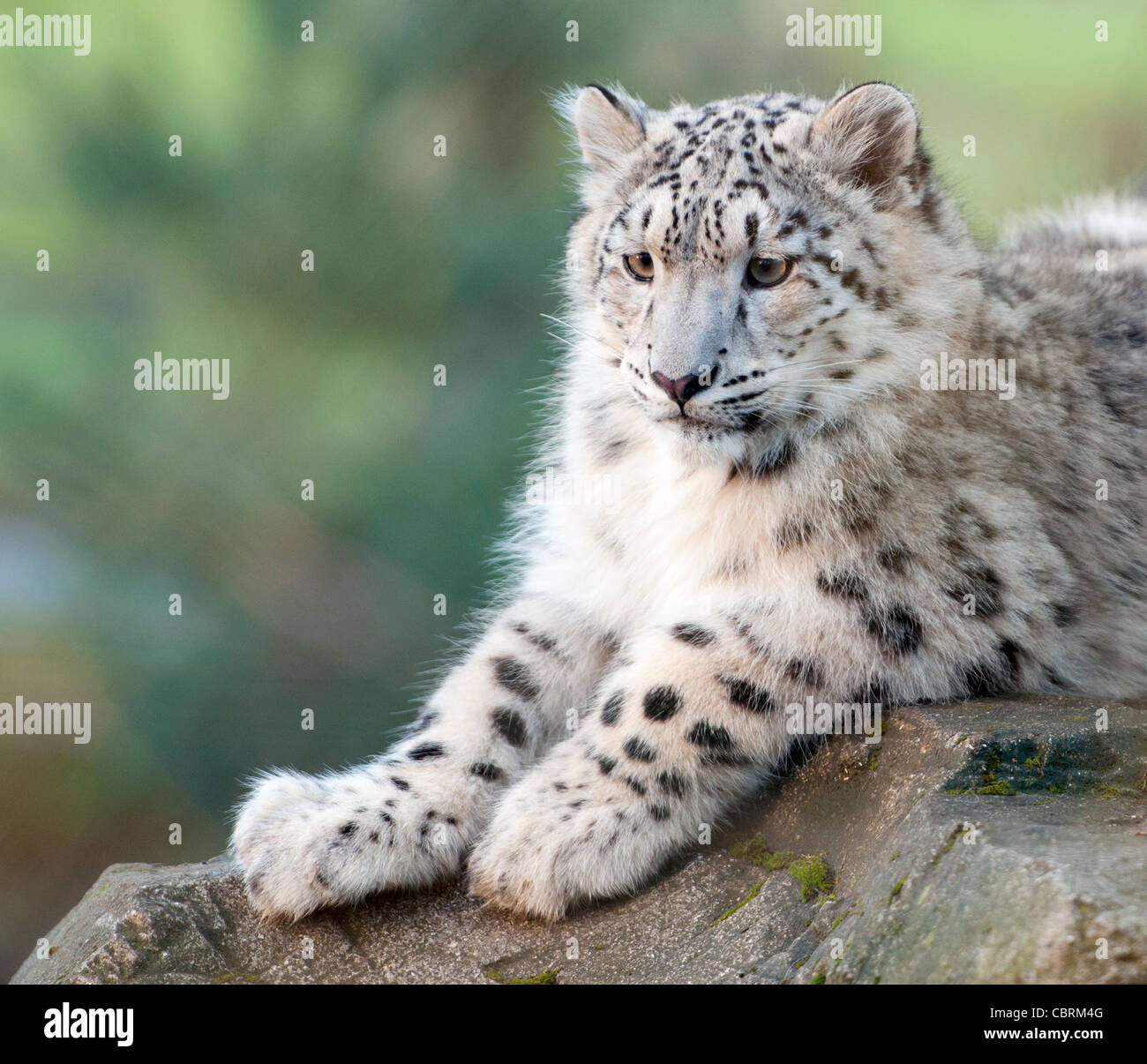 Young six month old hi-res stock photography and images - Alamy