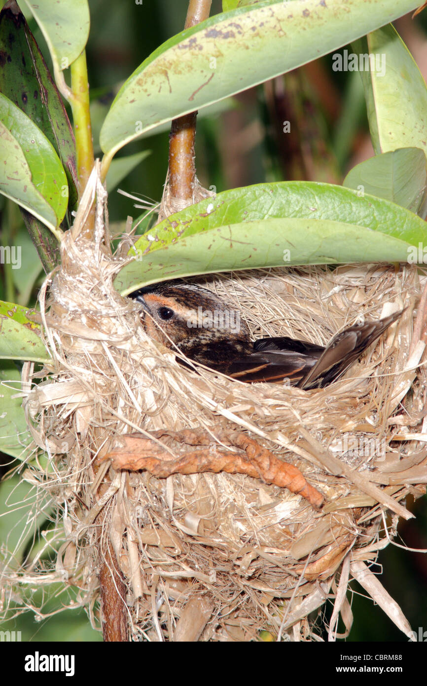 Red-winged Blackbird nest Stock Photo - Alamy