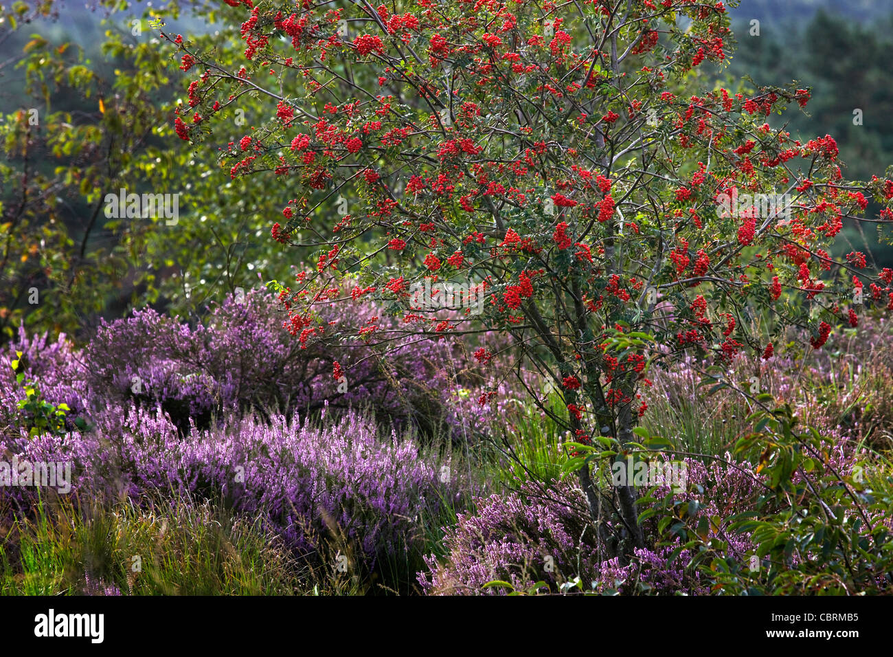 Rowan carrying red berries and heather flowering in purple heathland at ...