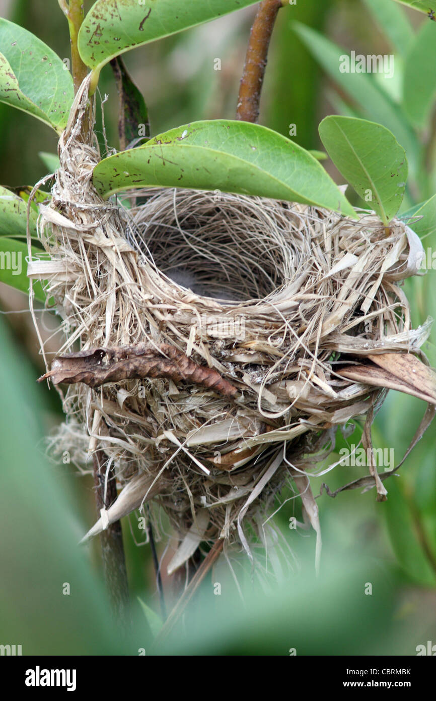 Red-winged Blackbird nest Stock Photo - Alamy