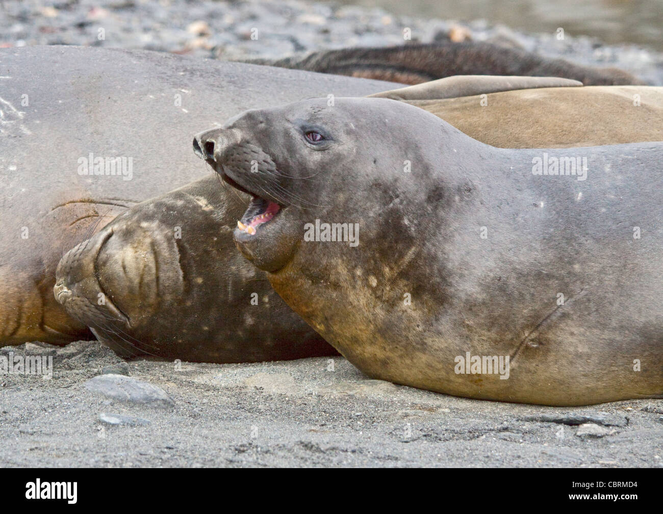 Southern Elephant Seals (mirounga leonina), Coronation Island, Southern ...
