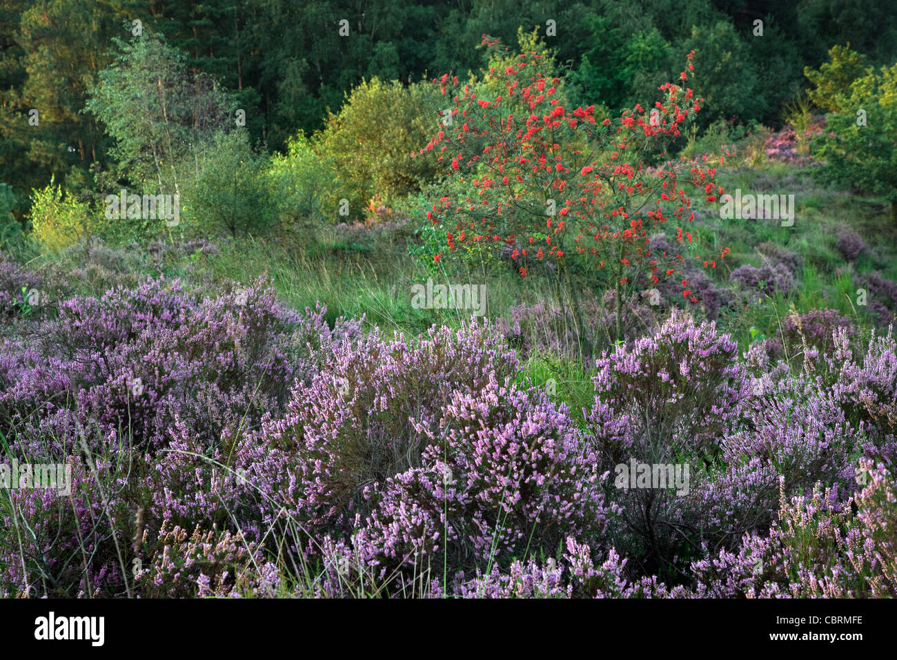 Purple Mountain Heather High Resolution Stock Photography and Images ...