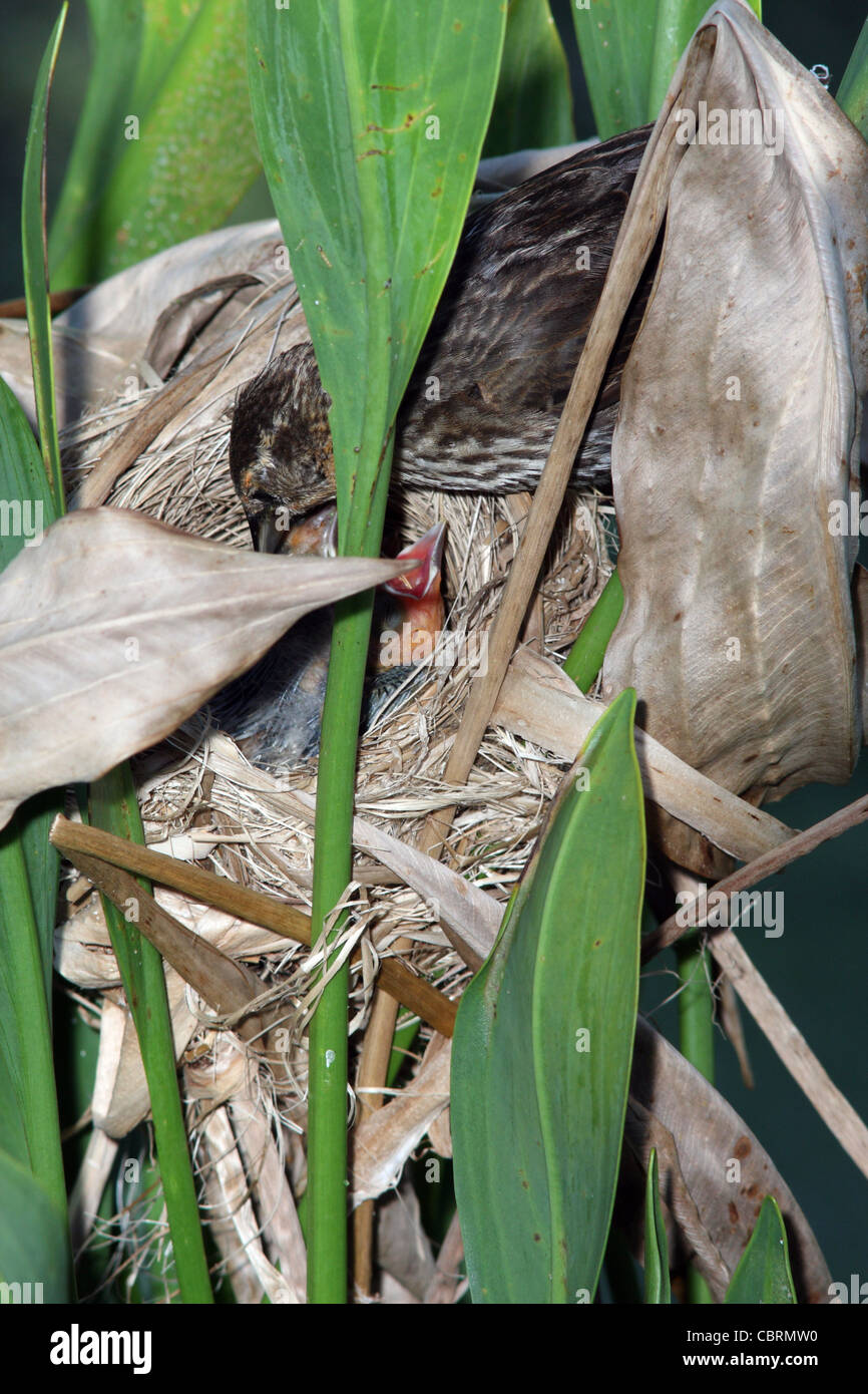 Red-winged Blackbird nest Stock Photo - Alamy
