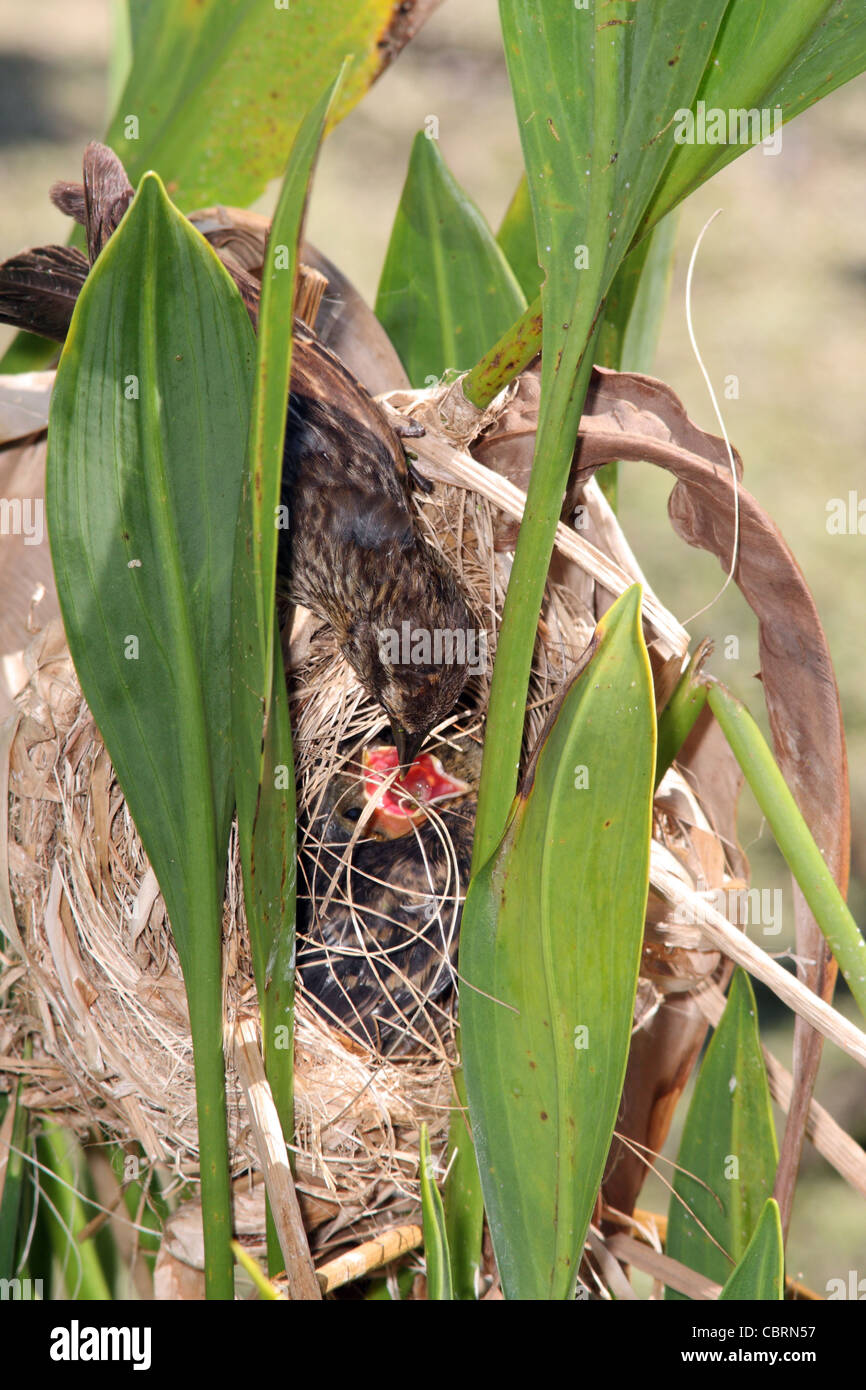 Red-winged Blackbird nest Stock Photo - Alamy