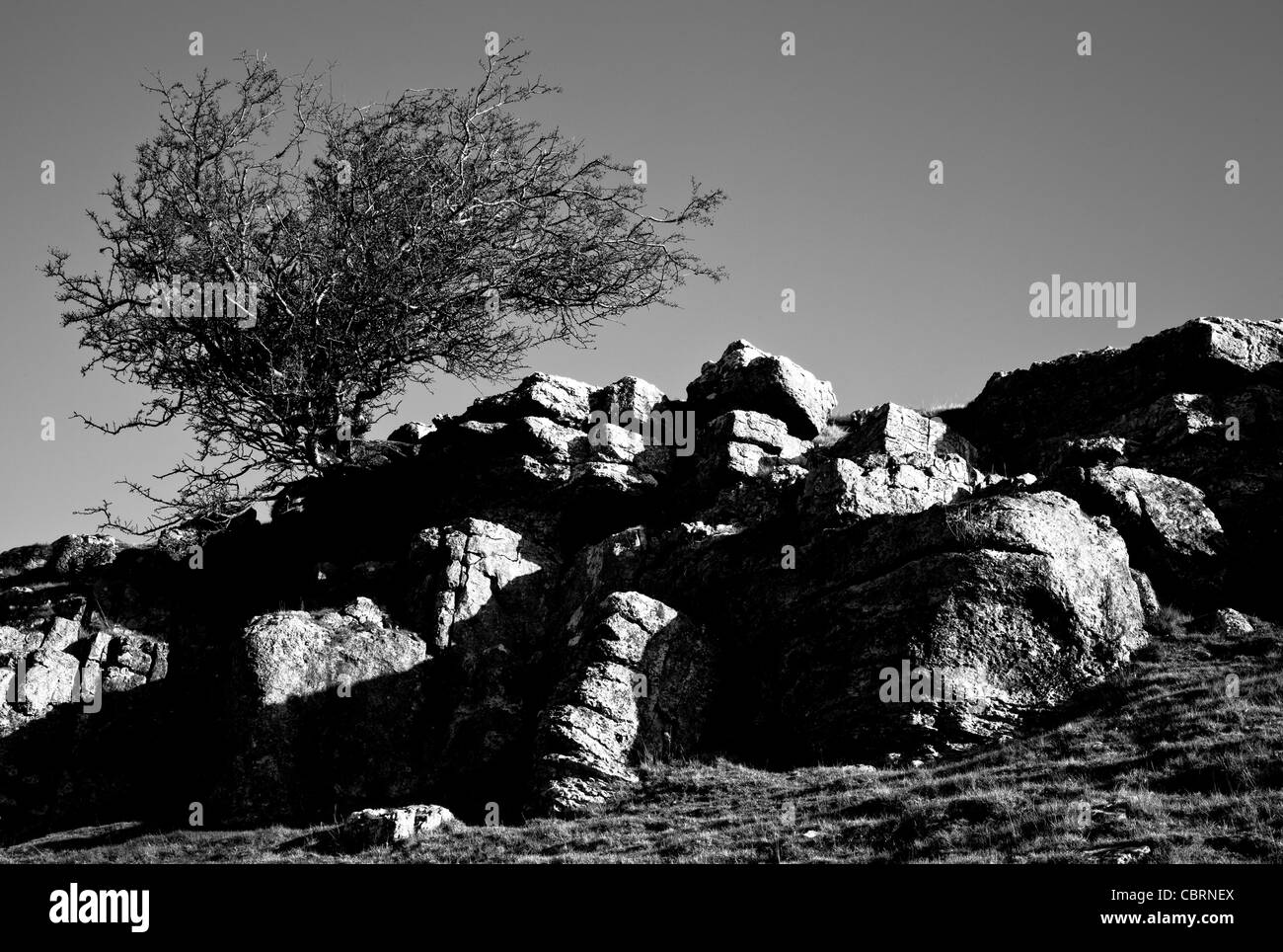 Tree and rocks hi-res stock photography and images - Alamy