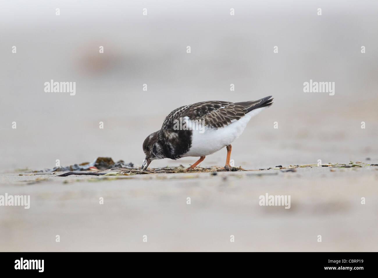Turnstone In Winter Plumage High Resolution Stock Photography and ...