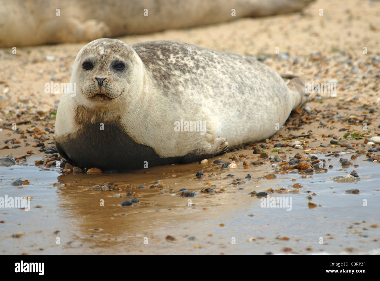 A common seal on the beach UK Stock Photo - Alamy