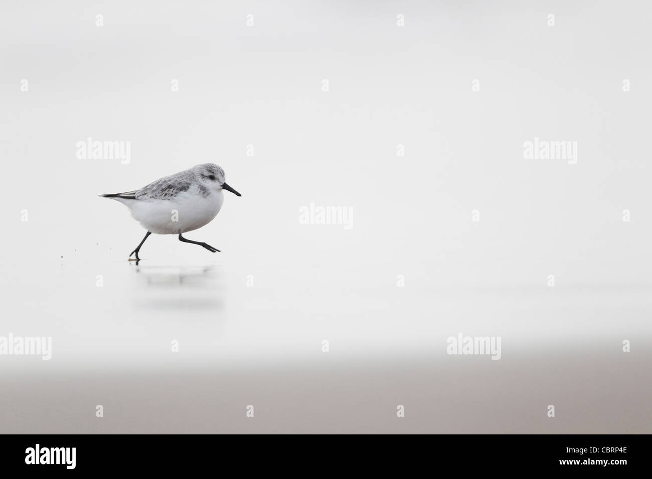 Sanderling, Calidris alba, in winter plumage at Donna Nook nature ...