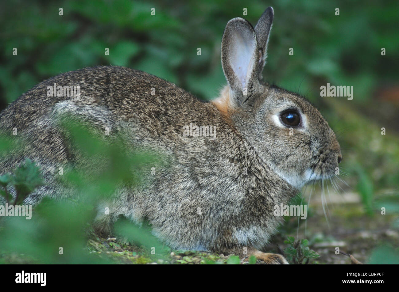 RABBIT Oryctolagus cuniculus Stock Photo - Alamy
