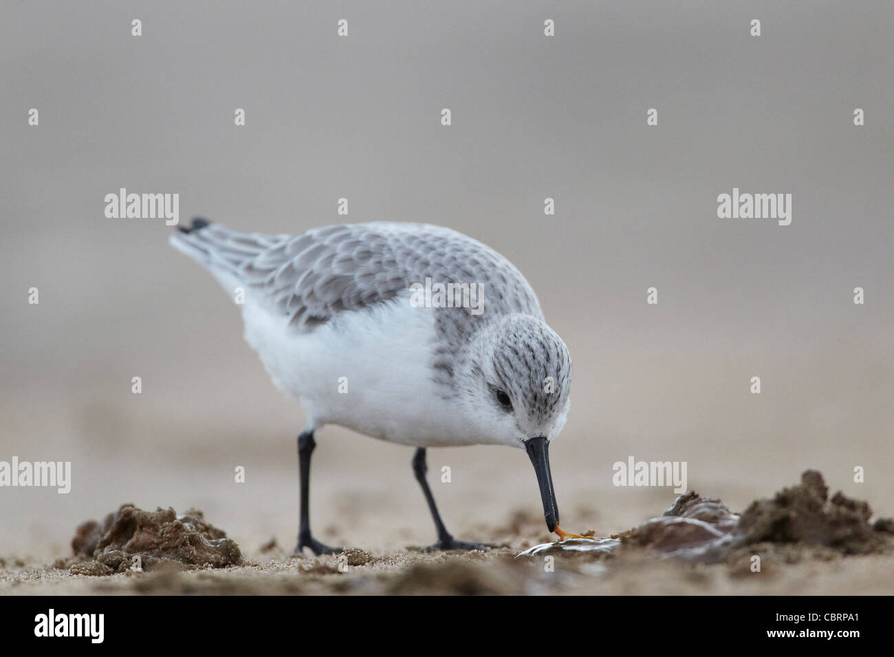 Sanderling, Calidris alba, in winter plumage, feeding on the shoreline ...