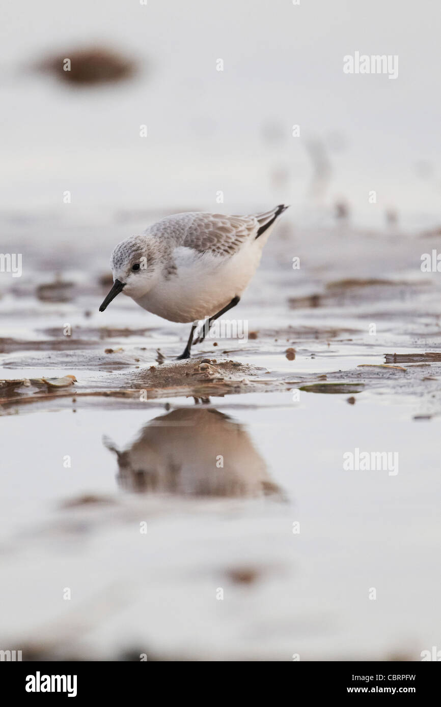 Sanderling, Calidris alba, in winter plumage, feeding on the shoreline ...