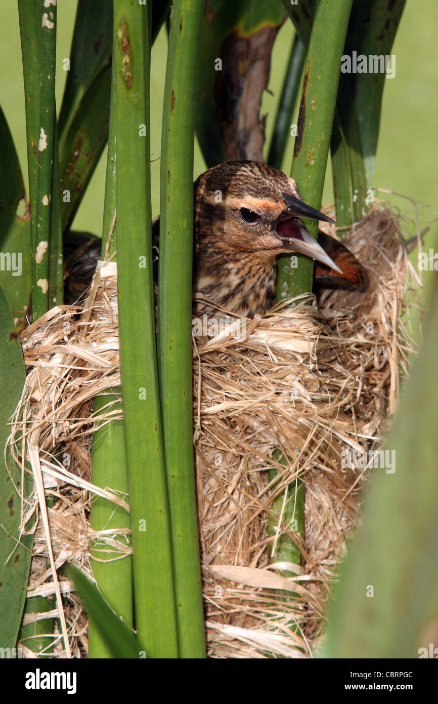 Red-winged Blackbird nest Stock Photo - Alamy