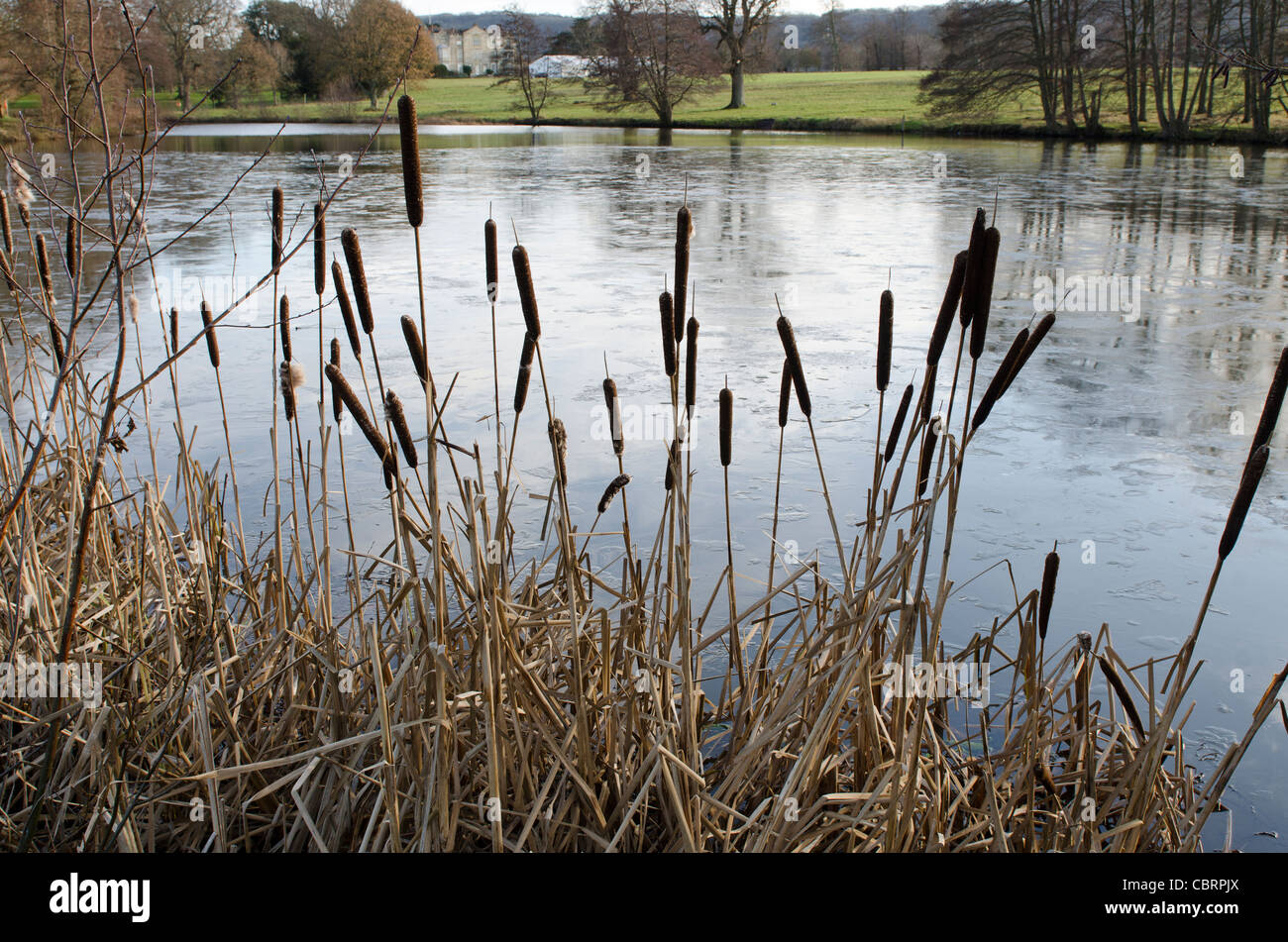 Bull rushes hi-res stock photography and images - Alamy