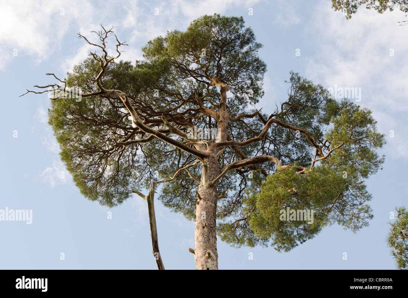 Scots pine tree (pinus Sylvestris) canopy Wiggonholt Common Sussex ...