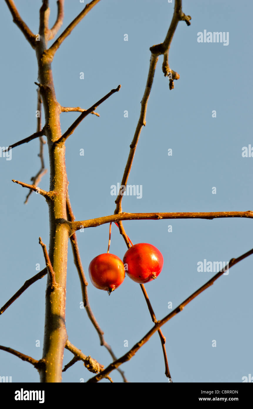 Pair of red apples hanging on apple tree branch. Poor ripe fruits in ...