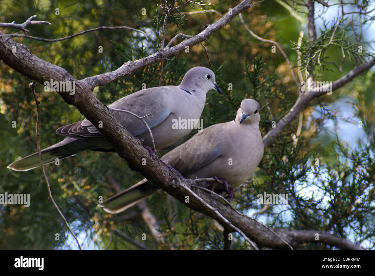 Ringed Turtle Dove pair Stock Photo - Alamy