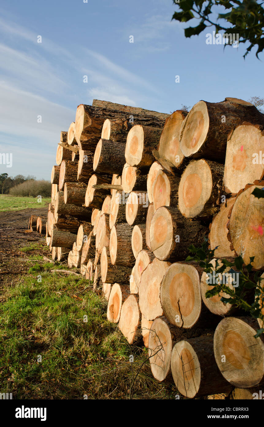 Felled trees stacked for timber , end grain. Wiggonholt Common winter ...