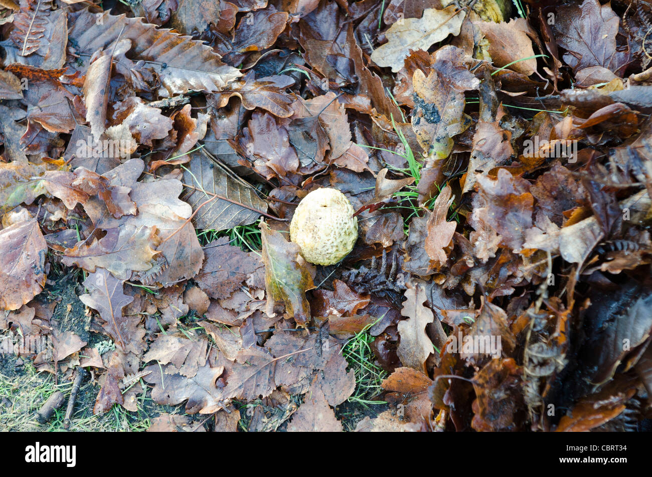 Uk funghi hi-res stock photography and images - Alamy