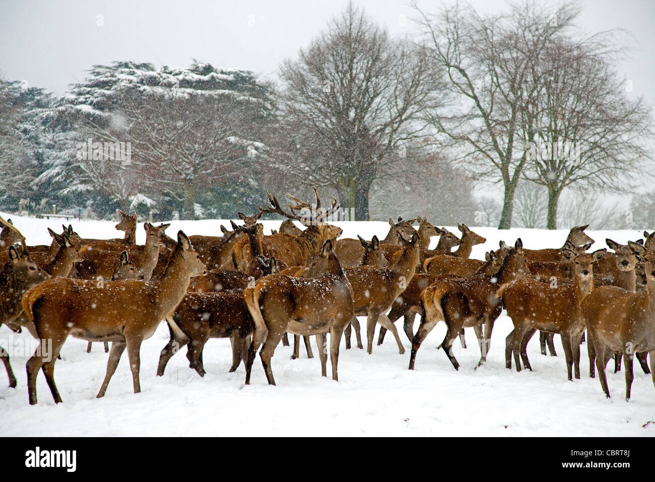 red deer in the snow Stock Photo - Alamy