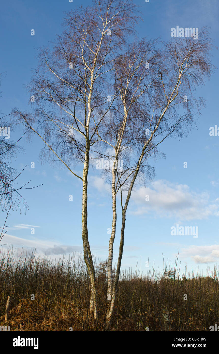 Silver Birch tree Wiggonholt Common winter English Woodland South Downs ...