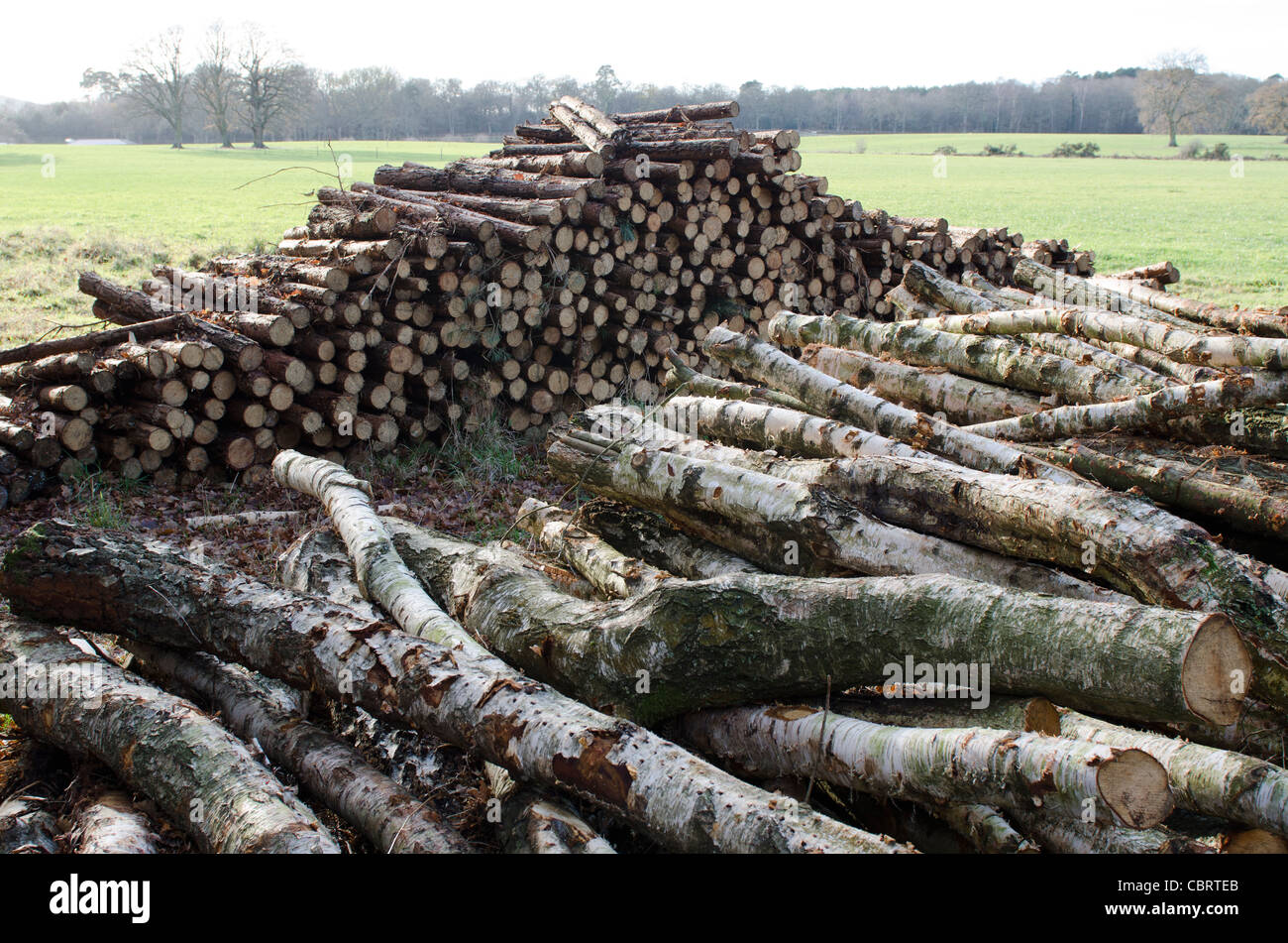 Felled Silver Birch trees stacked for timber Wiggonholt Common winter ...