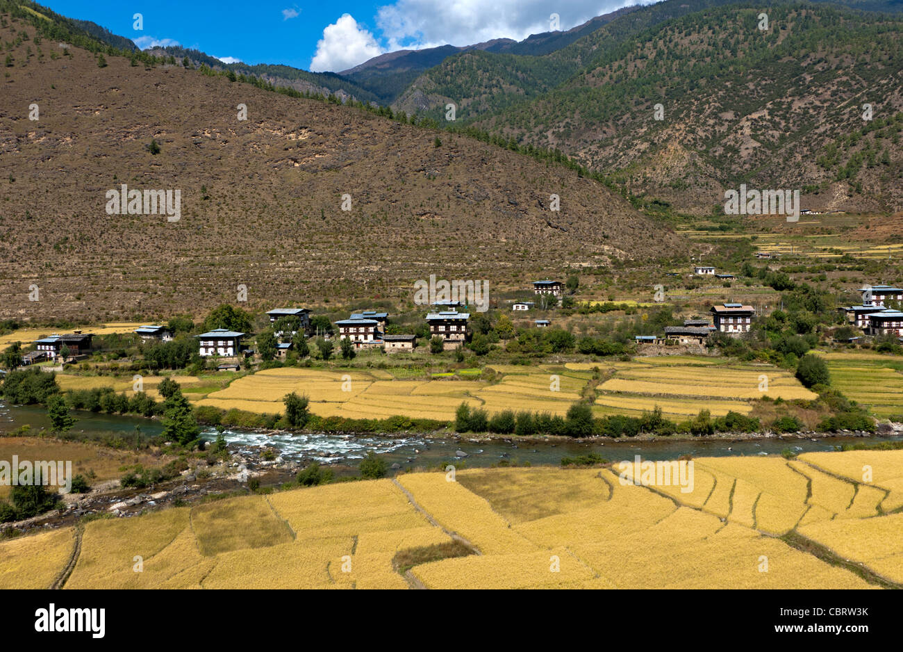 Landscape with paddy rice fields in the Paro valley, Bhutan Stock Photo ...