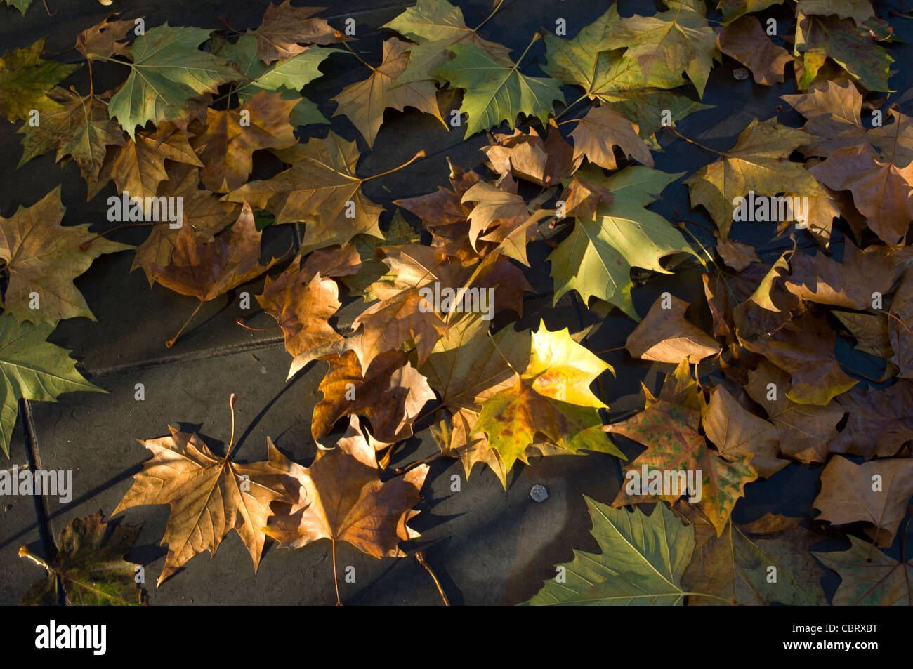 London, England. Sycamore (London Plane Tree) leaves in autumn dappled ...