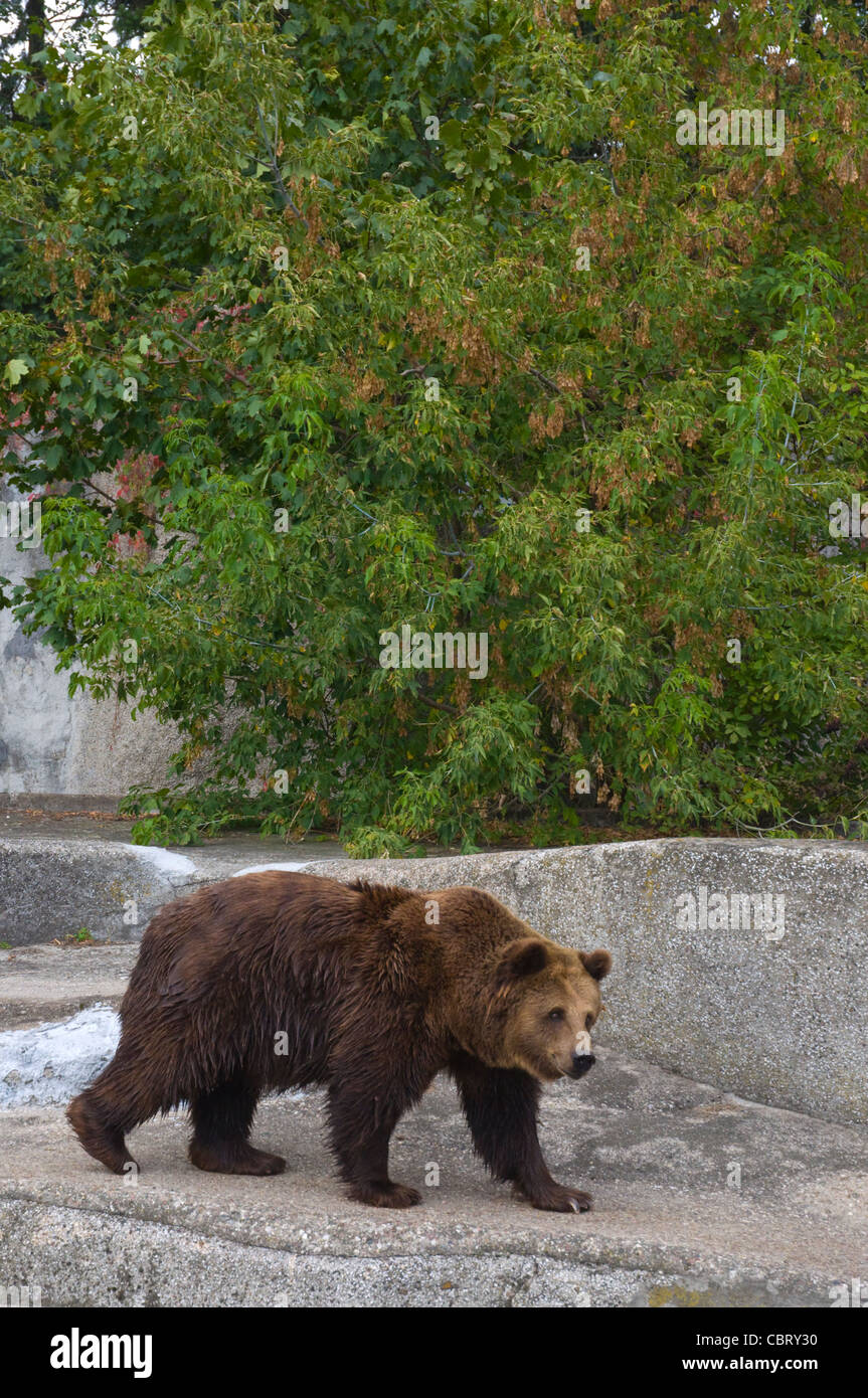Bear at the Zoo in district of Praga in Warsaw Poland Europe Stock ...