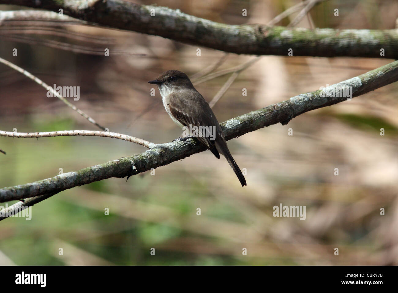 Eastern Wood PeeWee Stock Photo - Alamy