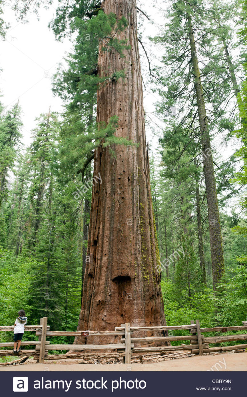 Giant Sequoia Person Stock Photos & Giant Sequoia Person Stock Images - Alamy