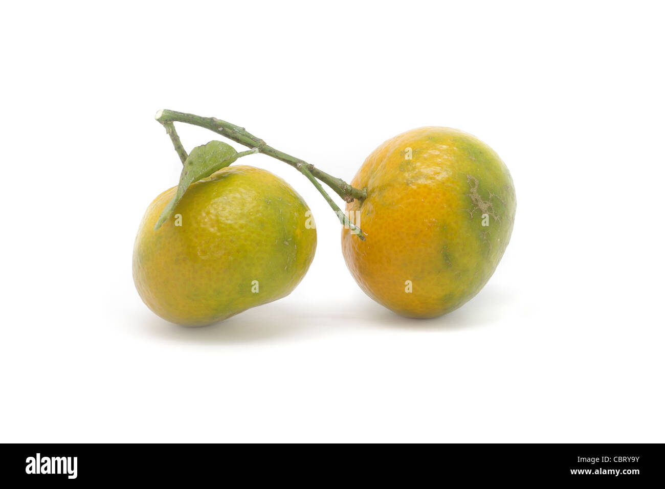 two Mandarin orange Stock Photo - Alamy